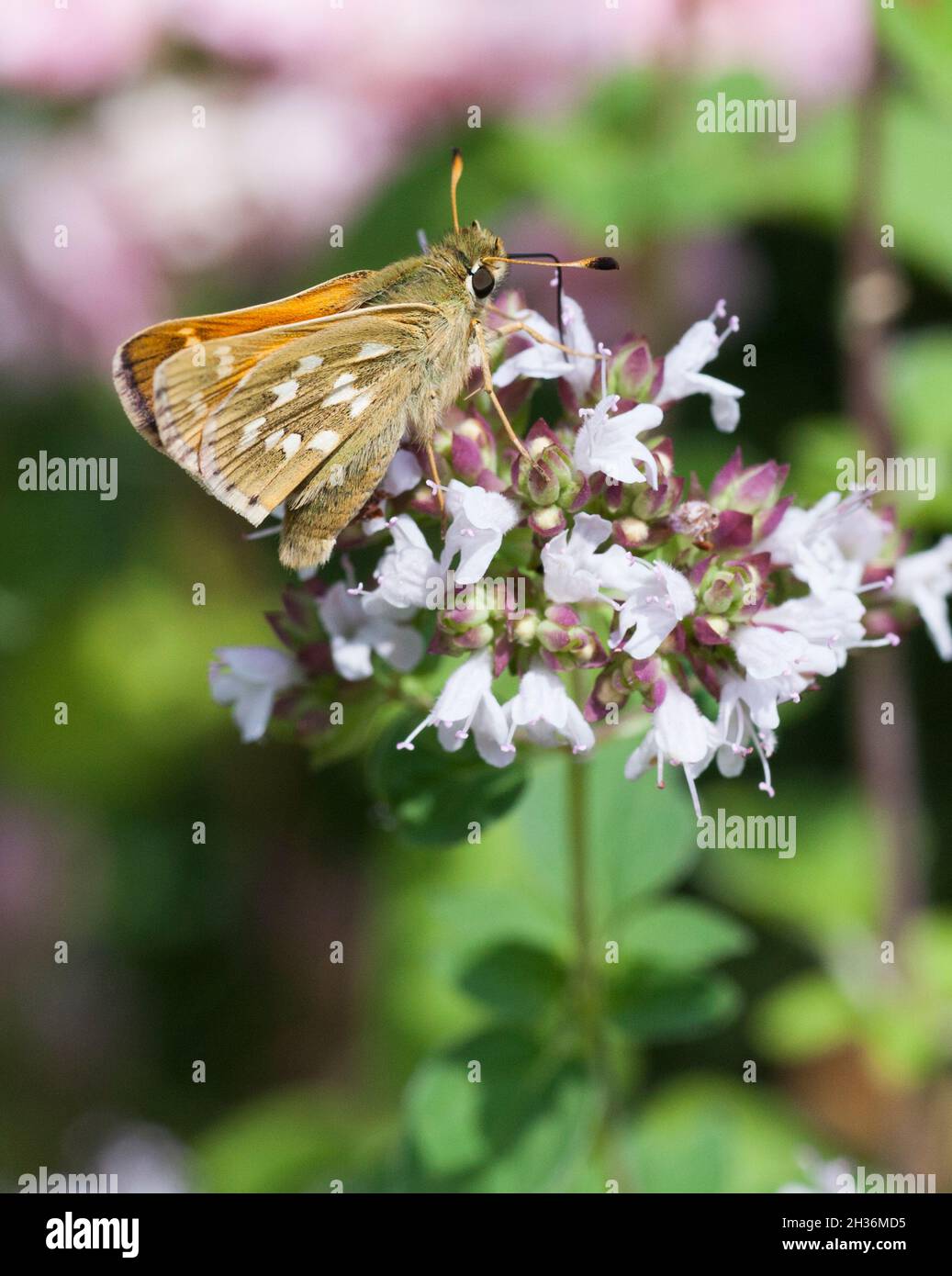 HESPERIA COMMA the silver-spotted skipper Butterfly Stock Photo - Alamy