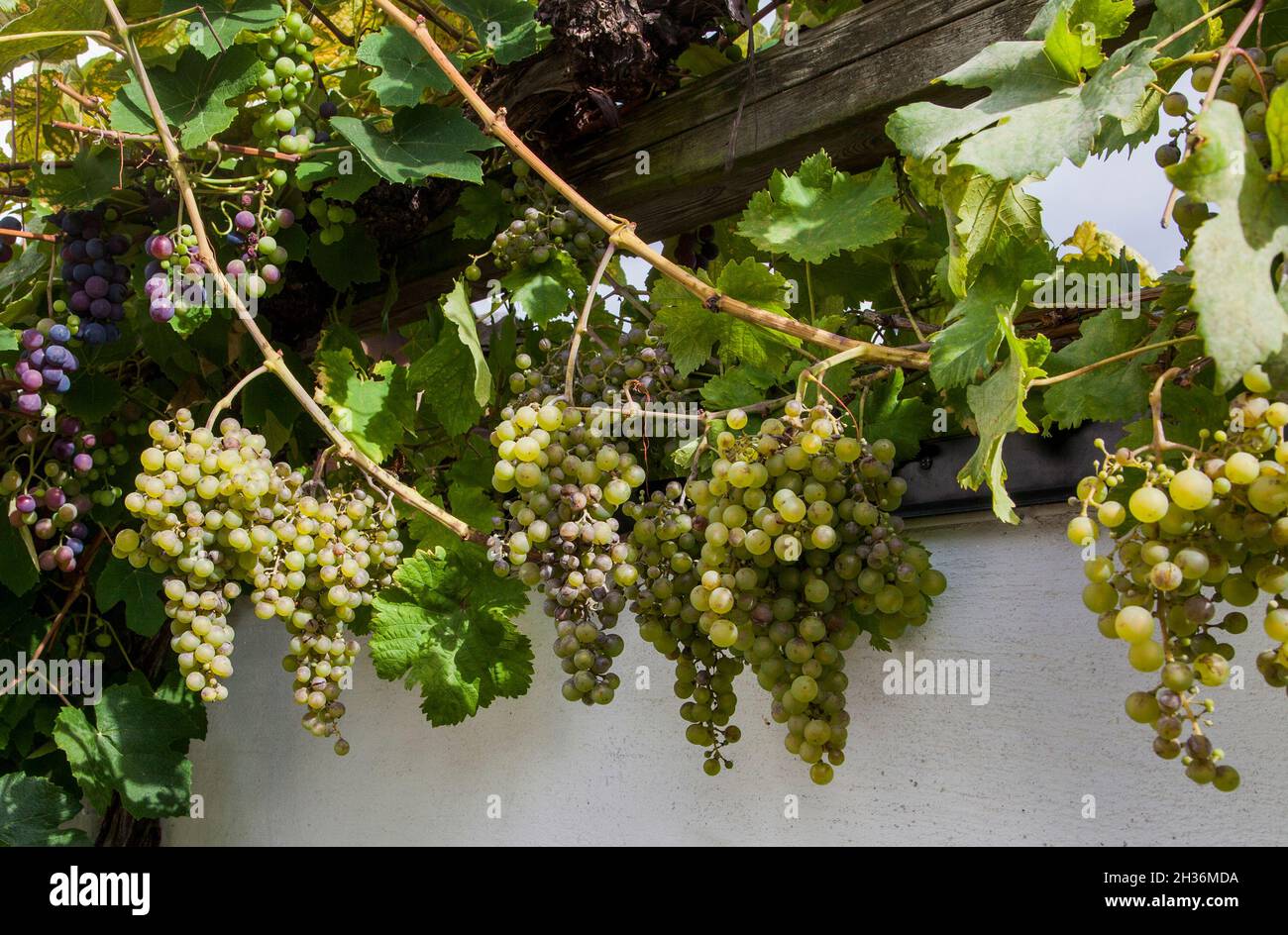 RIPENING GRAPES hanging on the vines Stock Photo - Alamy