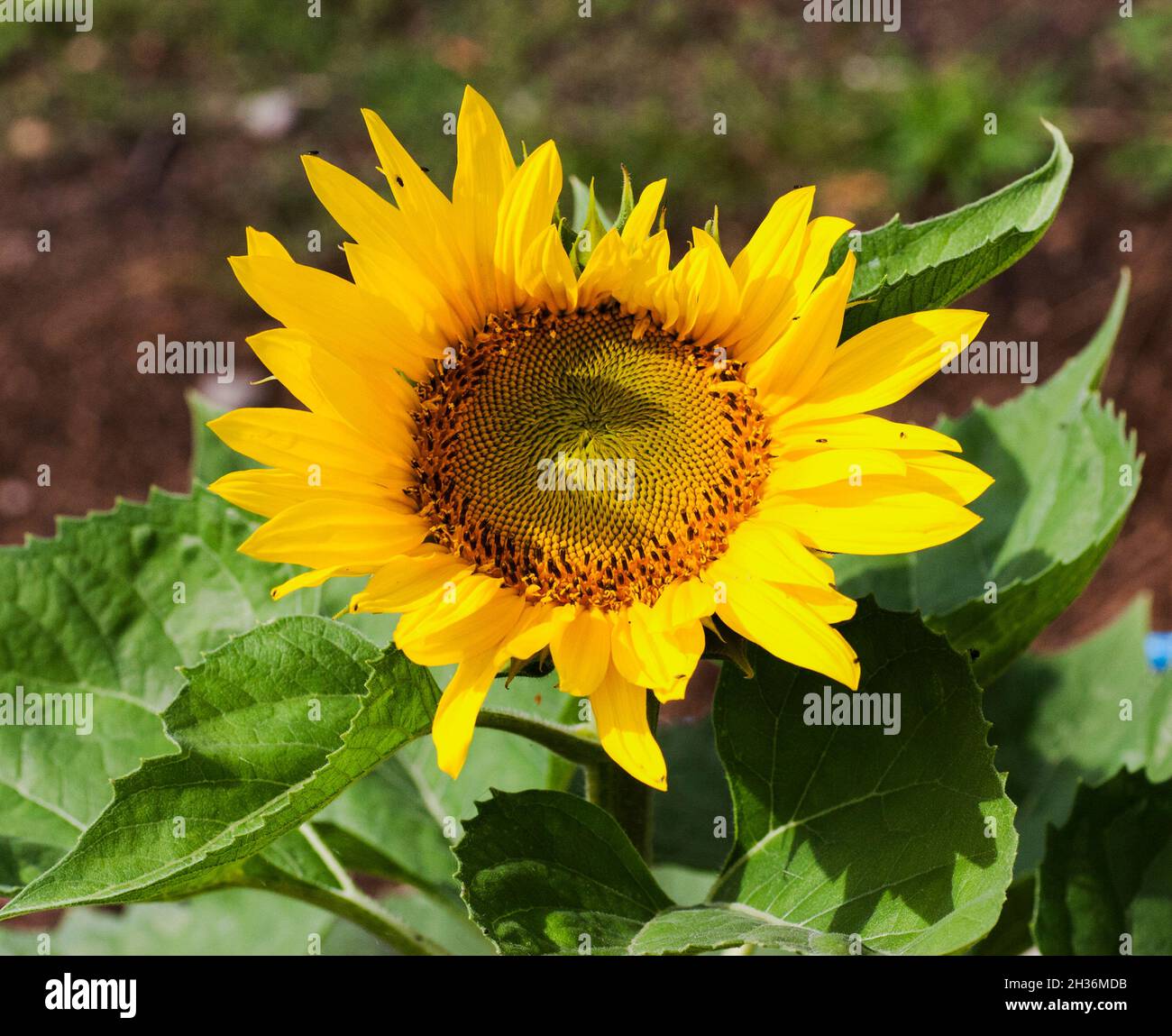 HELIANTHUS ANNUUS common Sunflower Stock Photo - Alamy