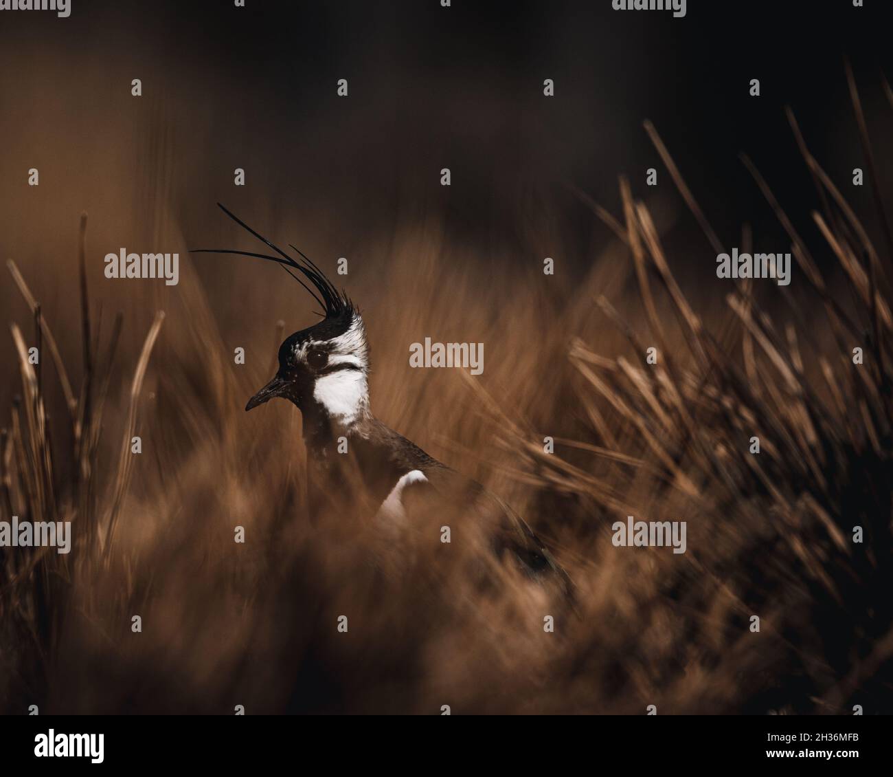 Chibis bird hi-res stock photography and images - Alamy