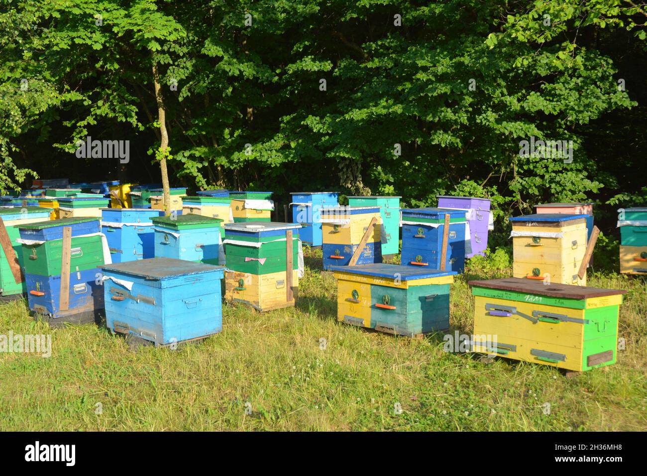 Ukraine beekeeping hi-res stock photography and images - Alamy