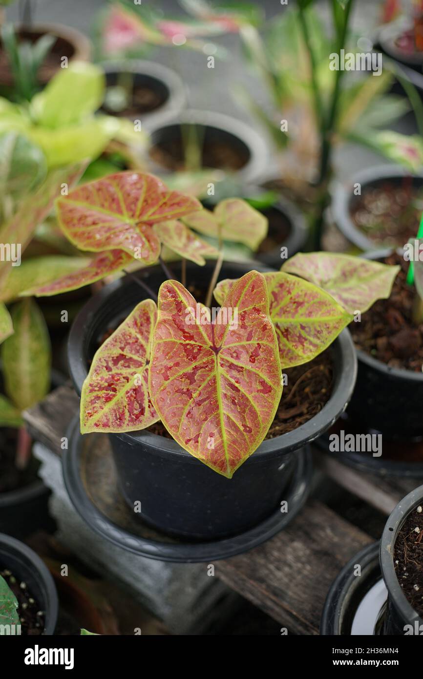 Wave leaf hi-res stock photography and images - Alamy