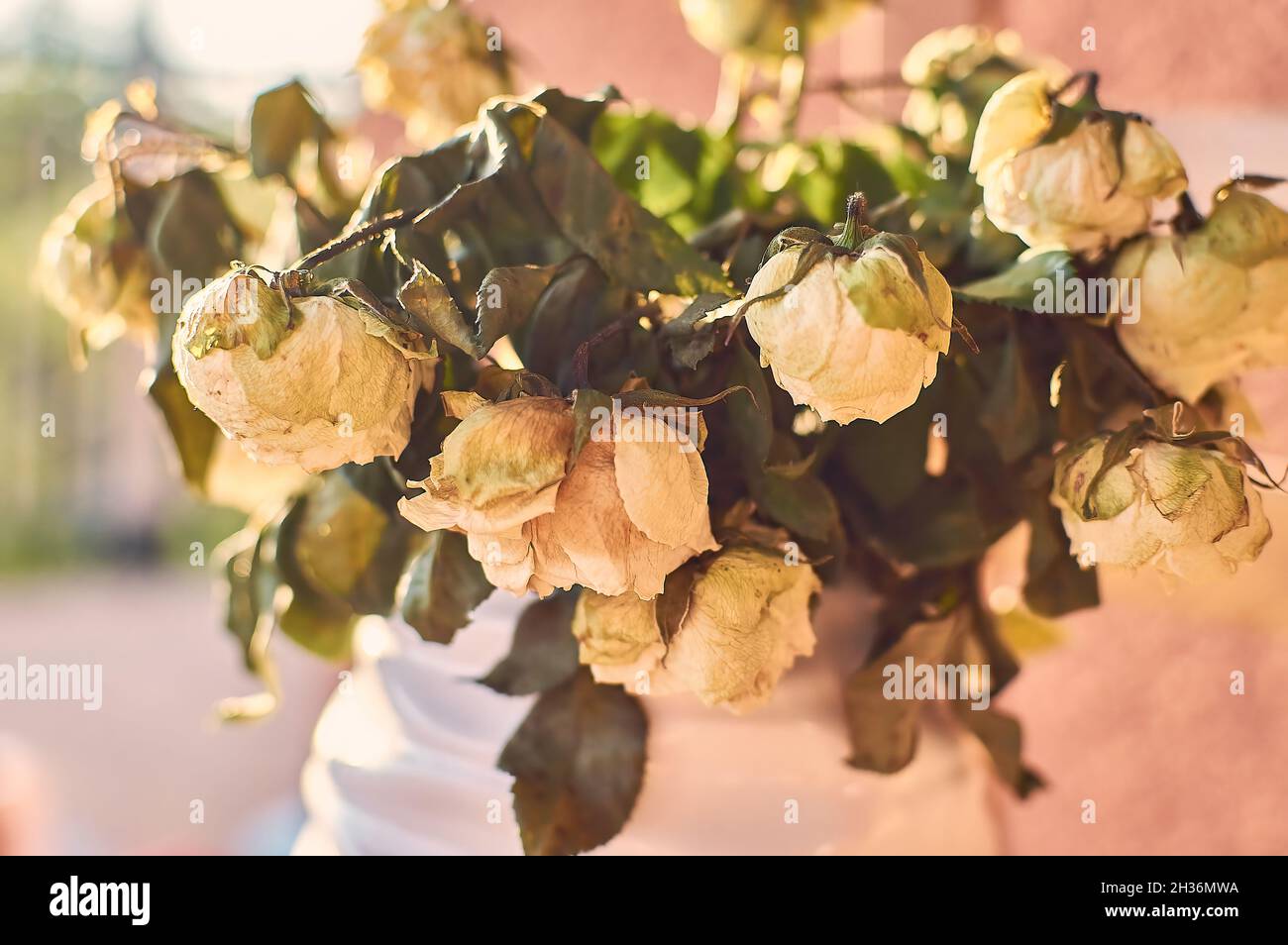 Mottled rose hi-res stock photography and images - Alamy