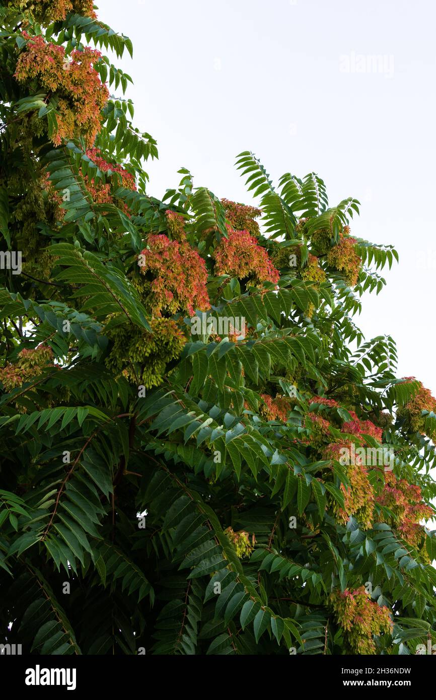Beautiful seaside tree in summer on the black sea coast Stock Photo - Alamy