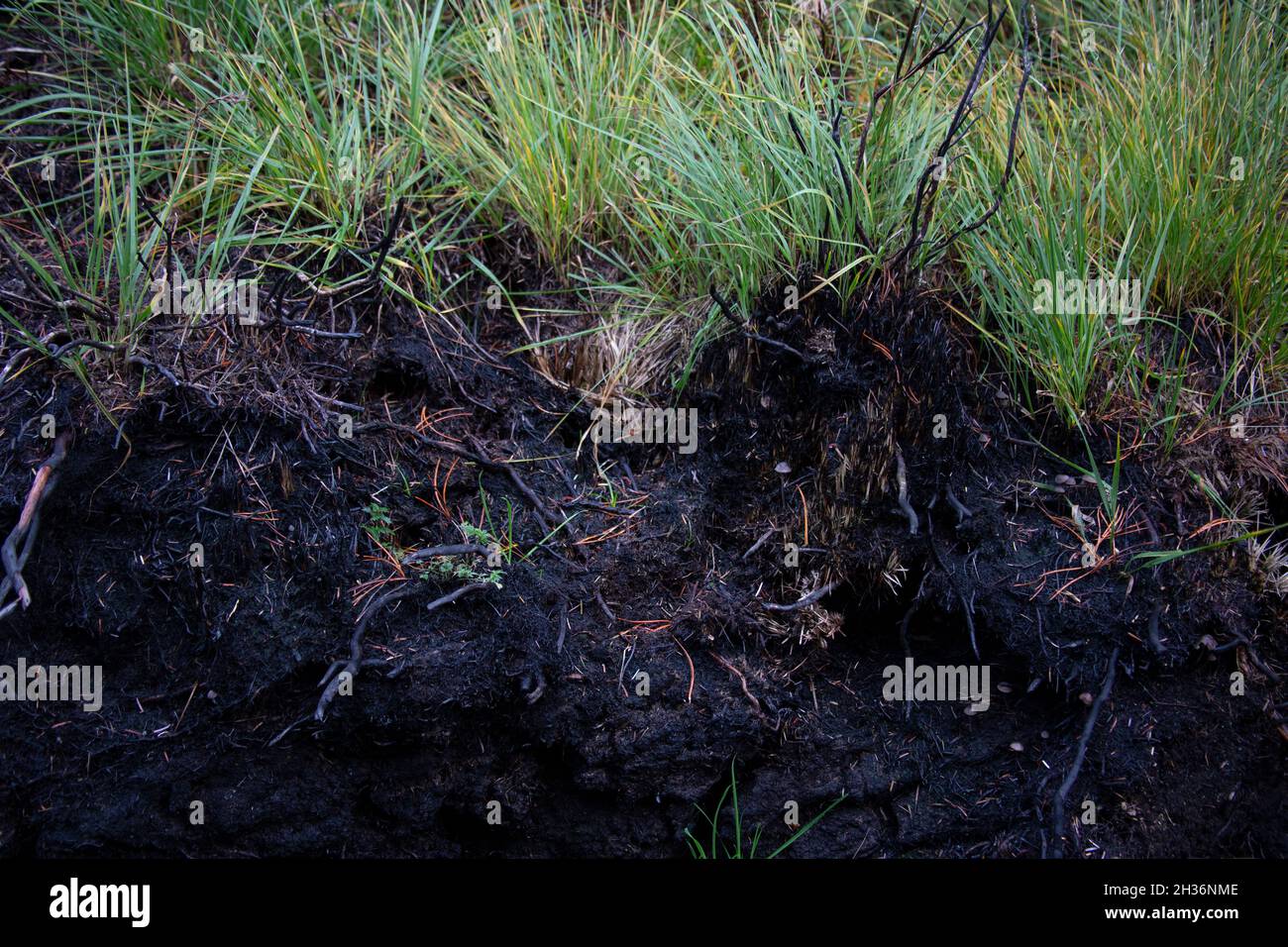 Peat bog, Isle of Lewis Outer Hebrides, Scotland UK Stock Photo - Alamy