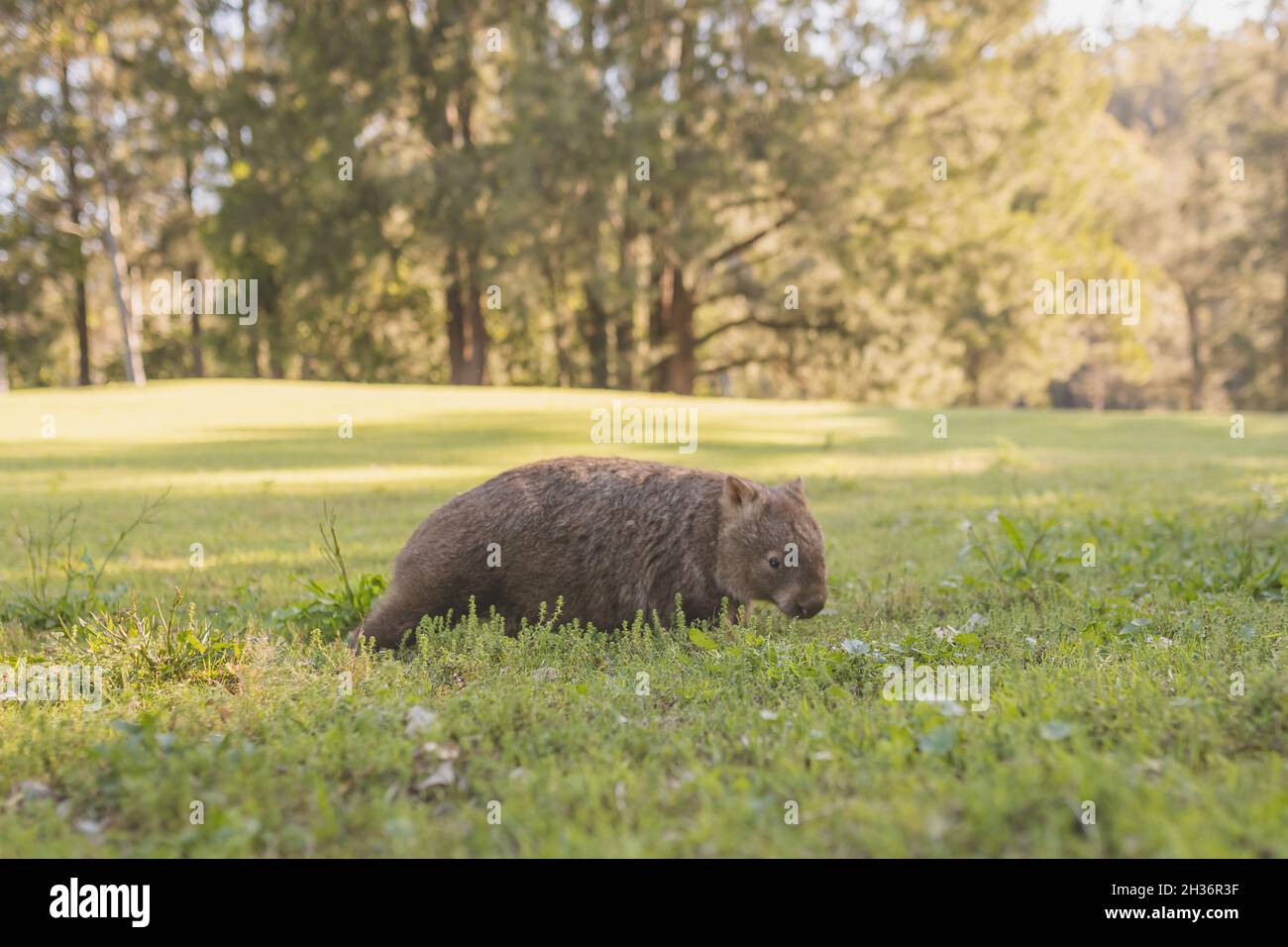 Common Wombat, Kangaroo Valley, NSW, Australia Stock Photo - Alamy