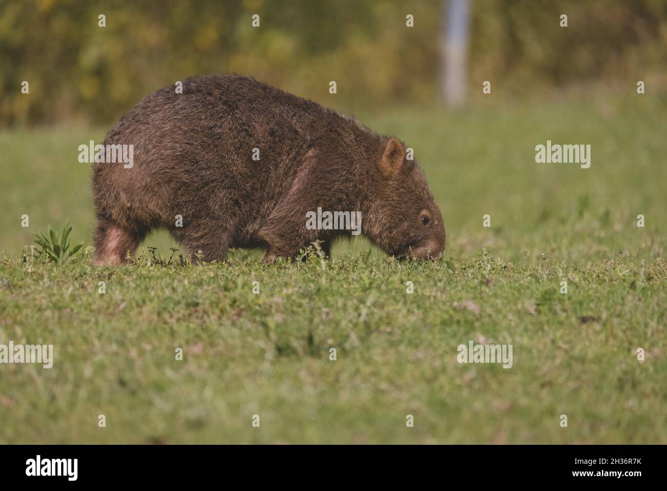 Common Wombat, Kangaroo Valley, NSW, Australia Stock Photo - Alamy