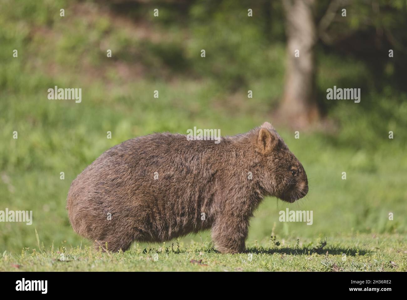 Common Wombat, Kangaroo Valley, NSW, Australia Stock Photo - Alamy