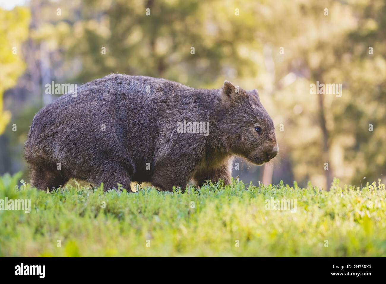 Common Wombat, Kangaroo Valley, NSW, Australia Stock Photo - Alamy