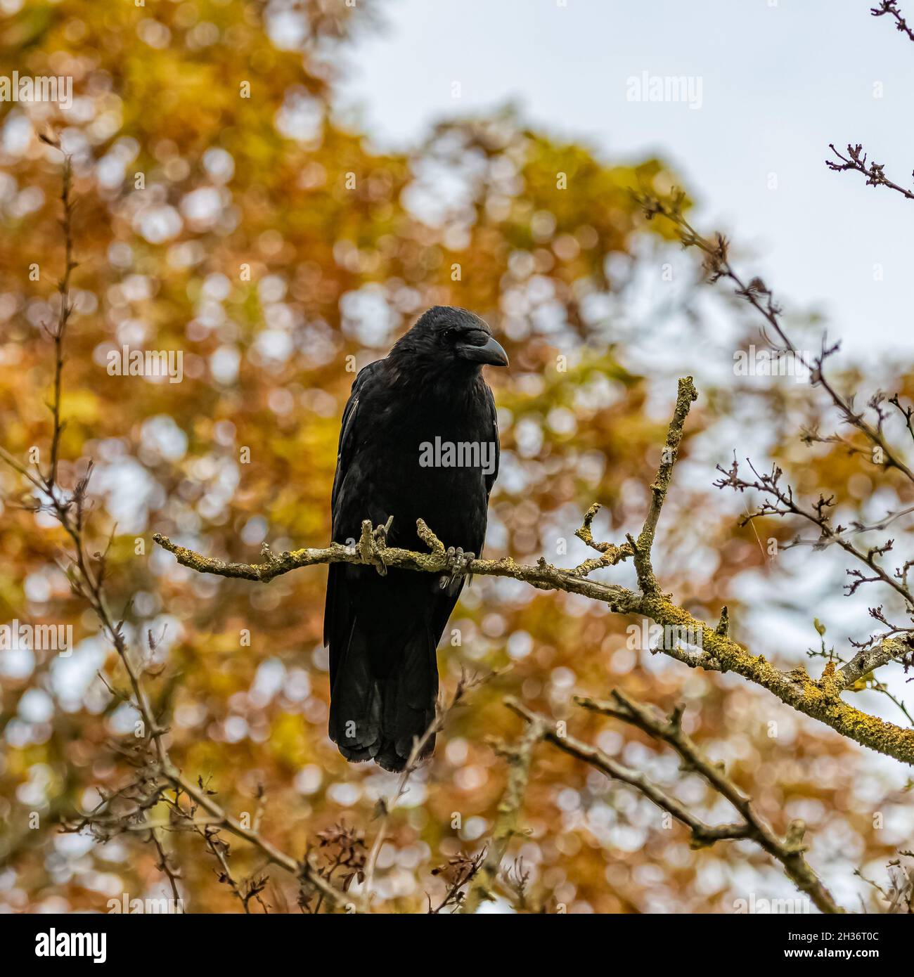 A black crow on a tree Stock Photo - Alamy