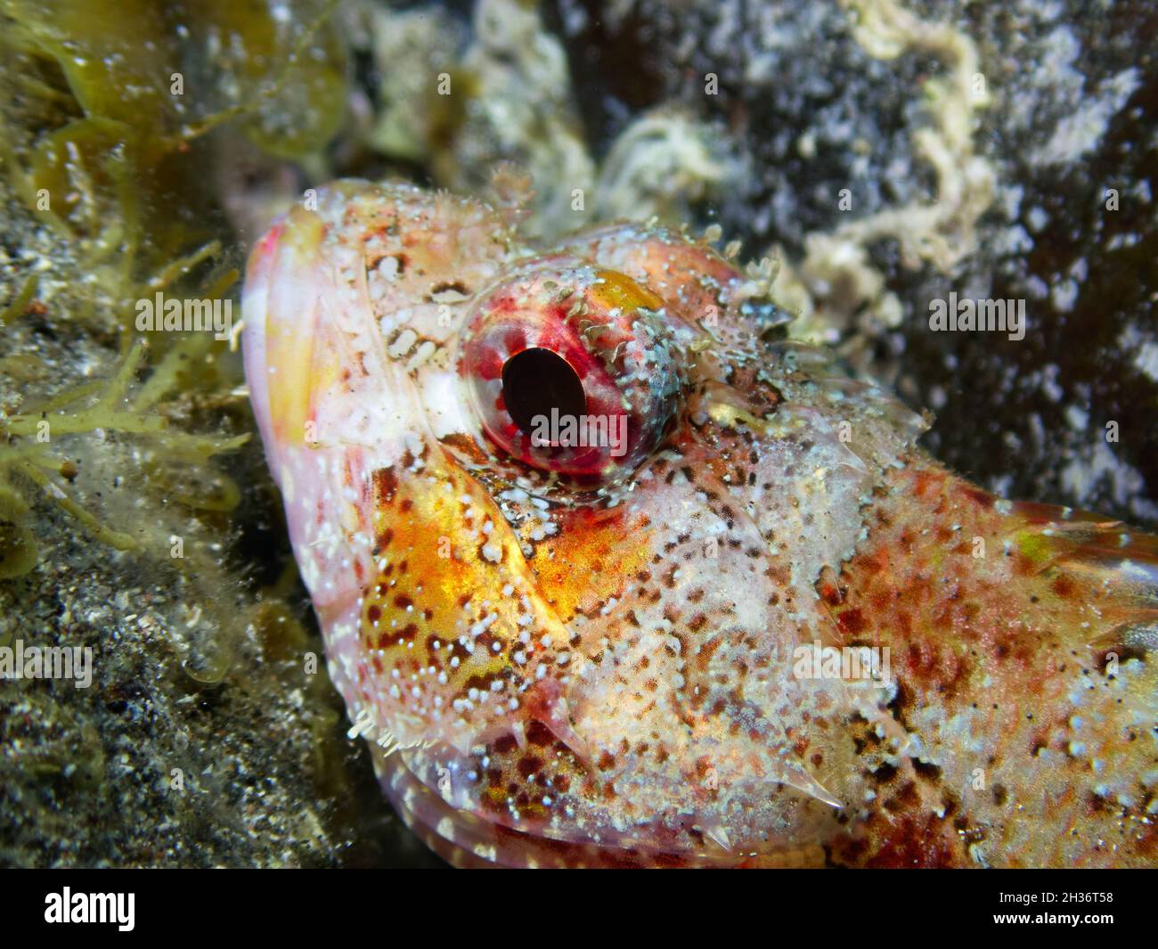 Scorpaena maderensis hi-res stock photography and images - Alamy