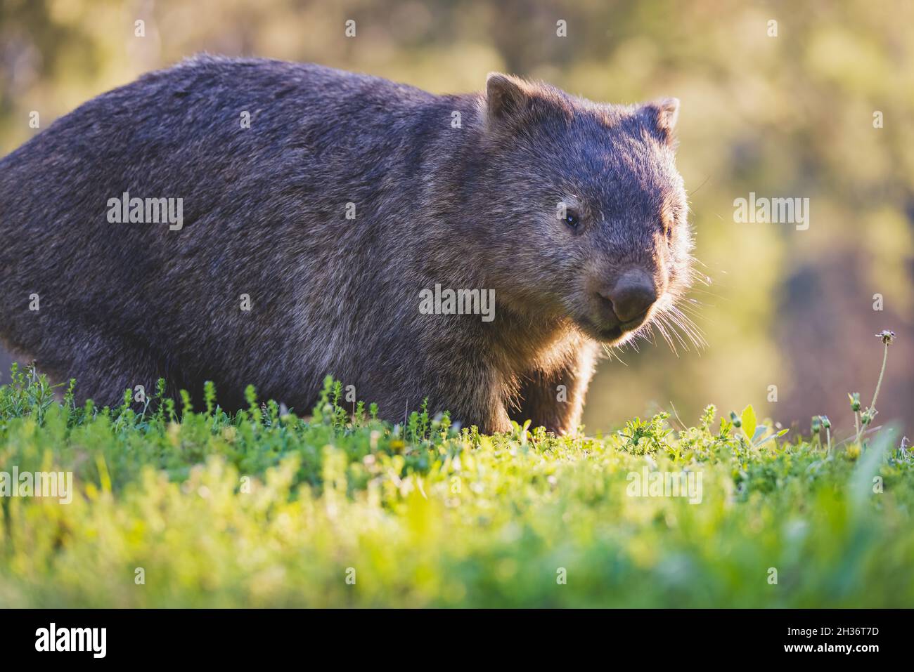 Common Wombat, Kangaroo Valley, NSW, Australia Stock Photo - Alamy