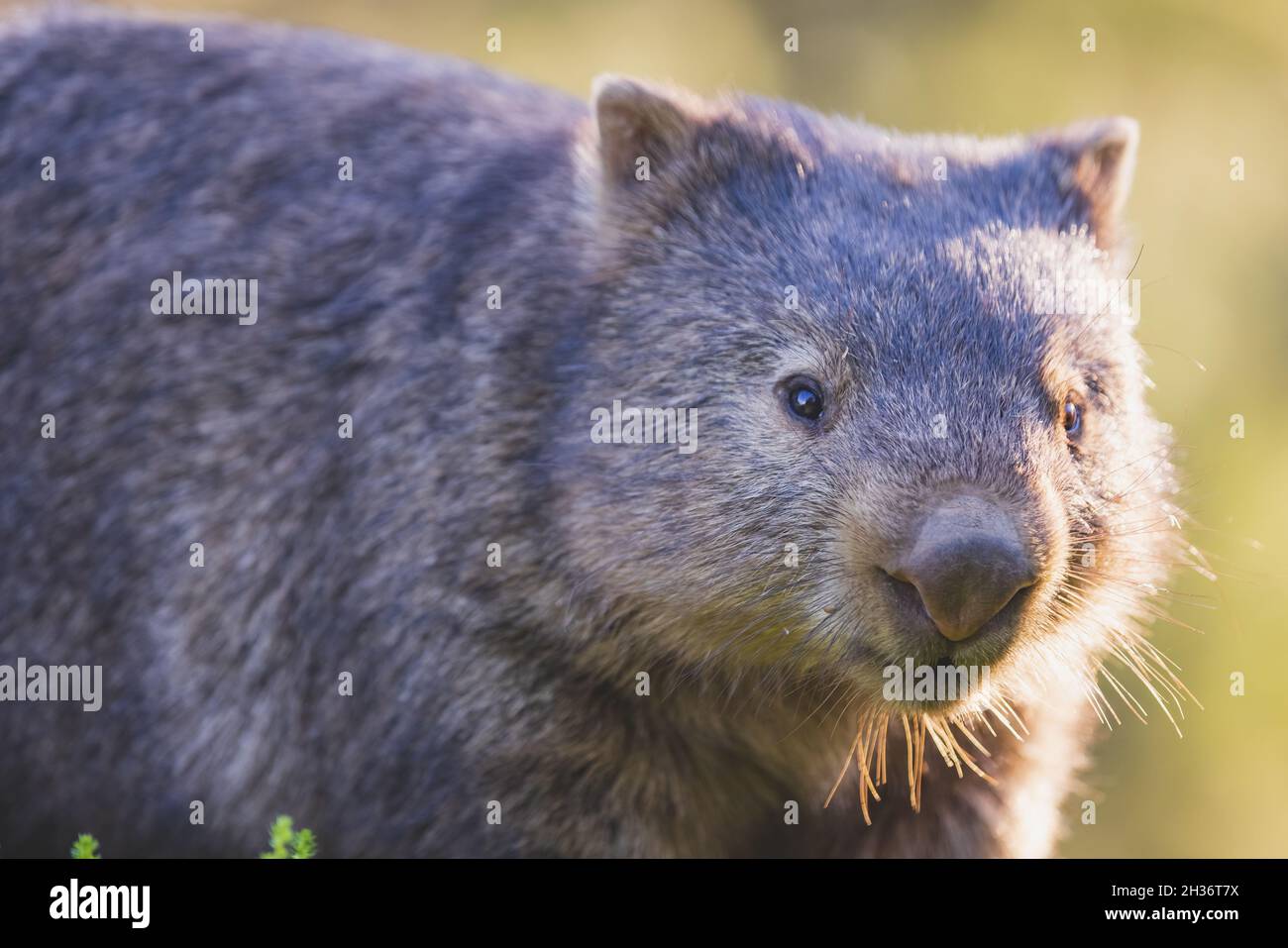 Common Wombat, Kangaroo Valley, NSW, Australia Stock Photo - Alamy