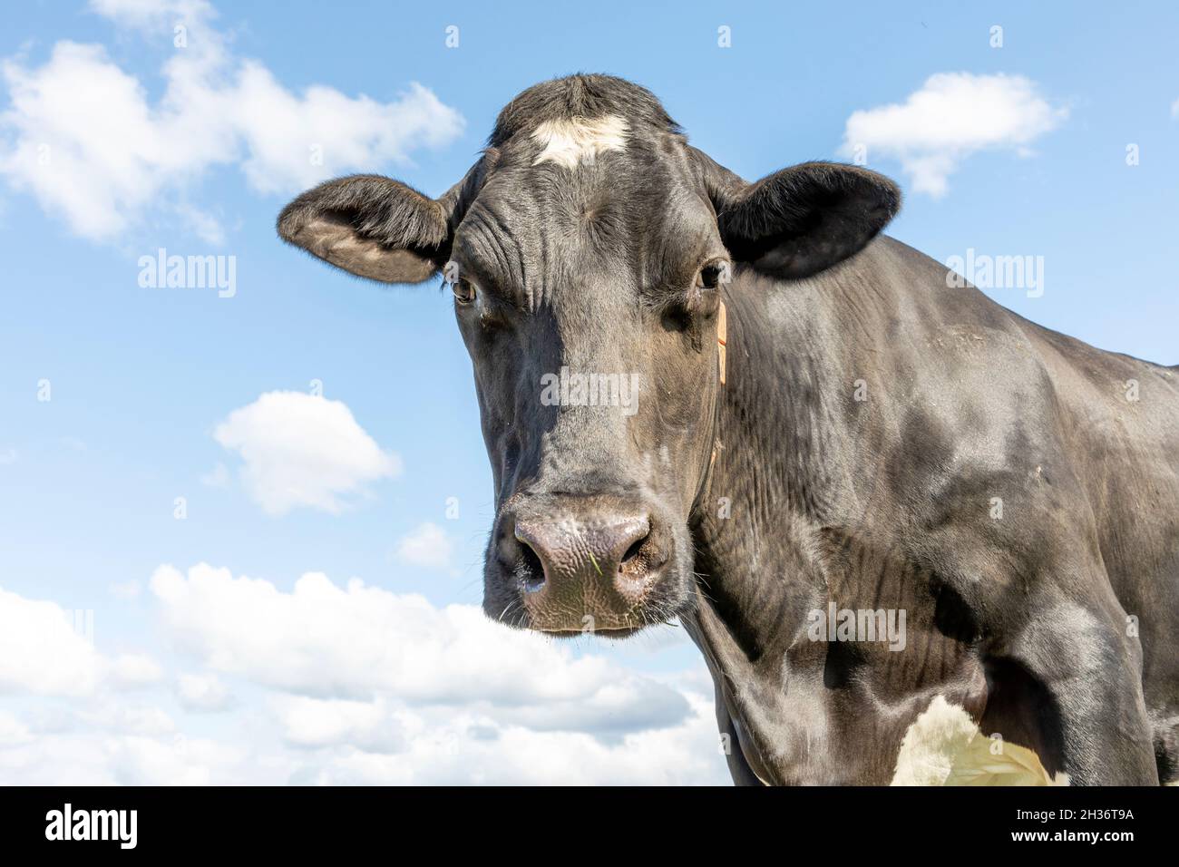 Cow looking down friendly, mature and calm gentle looking, medium shot ...