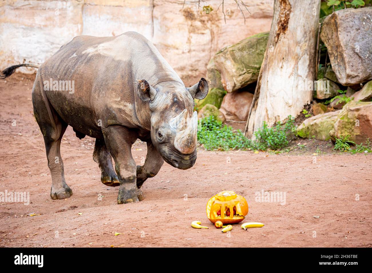 Kito food hi-res stock photography and images - Alamy