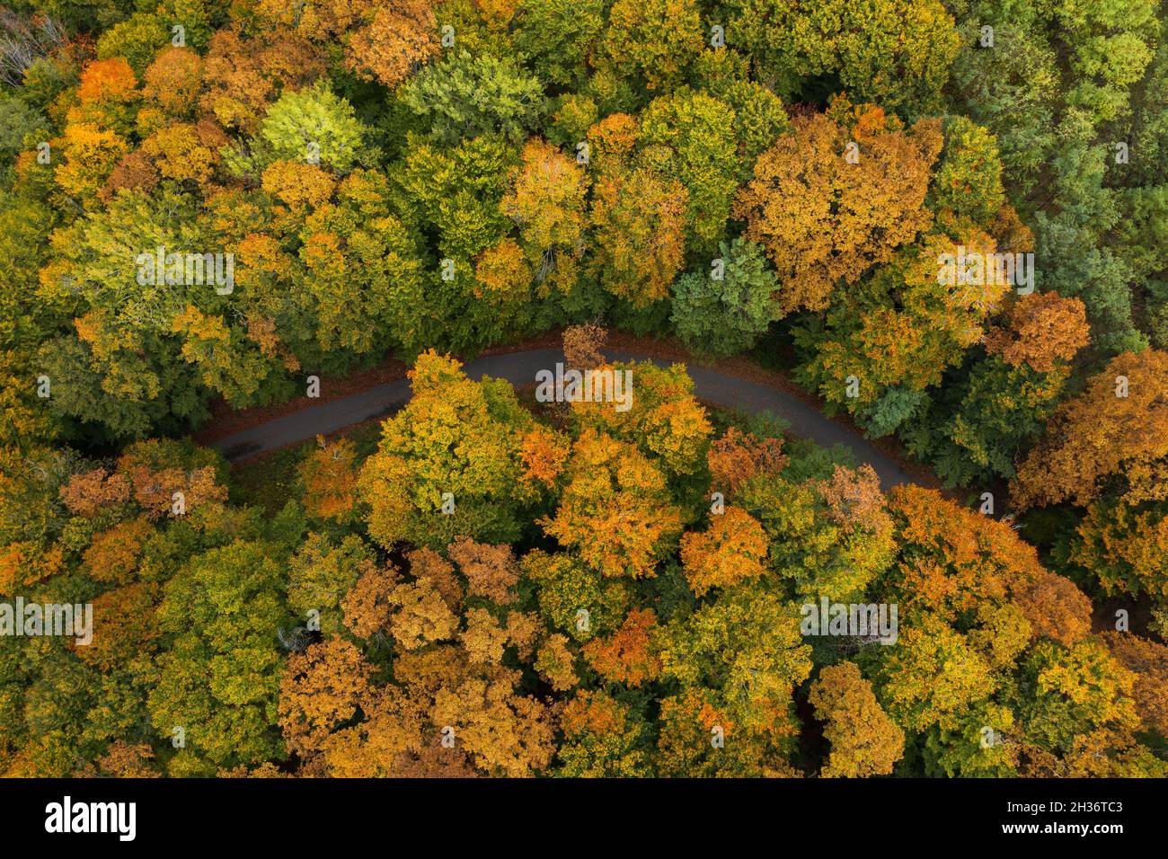 Aerial oak woodland europe hi-res stock photography and images - Alamy