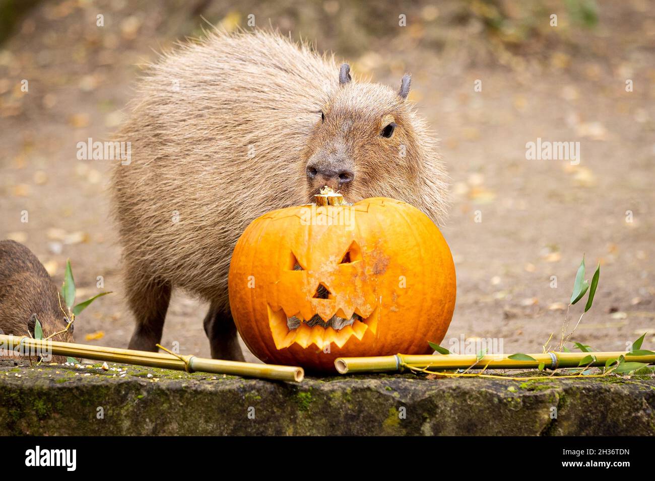 Halloween capybara hi-res stock photography and images - Alamy