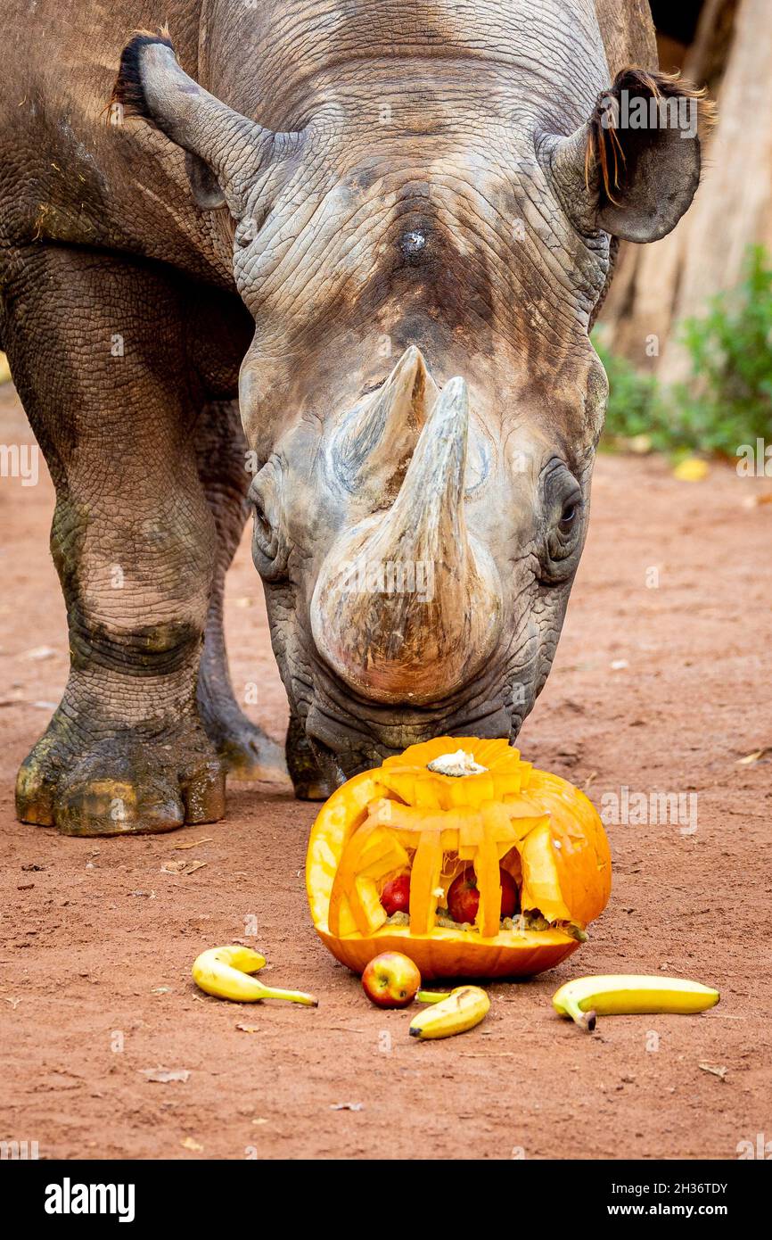 Hanover, Germany. 26th Oct, 2021. Black rhino Kito curiously examines a ...