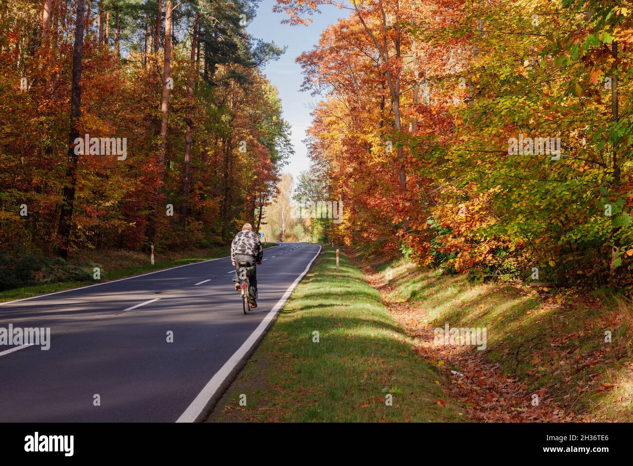 Asphalt road through deciduous forest. The roadside is covered with ...