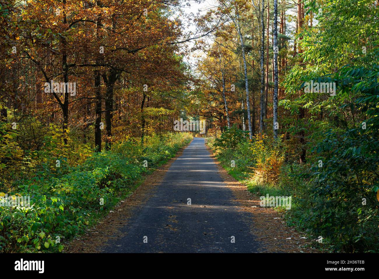 Asphalt road through deciduous forest. The roadside is covered with ...
