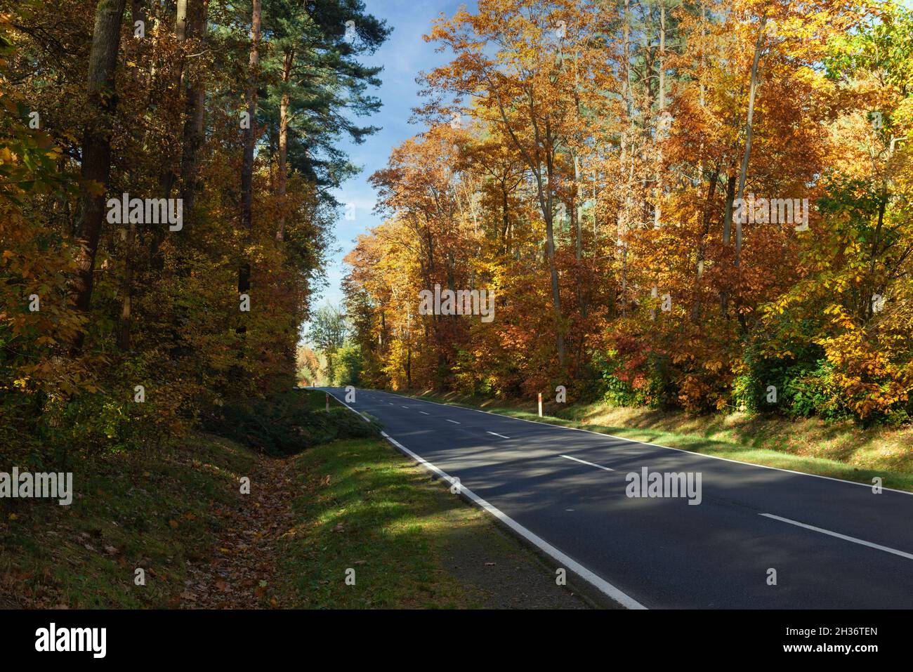 Asphalt road through deciduous forest. The roadside is covered with ...