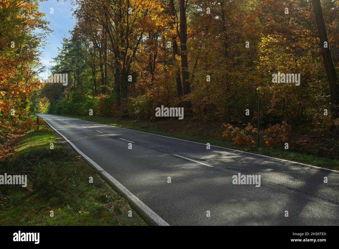 Asphalt road through deciduous forest. The roadside is covered with ...