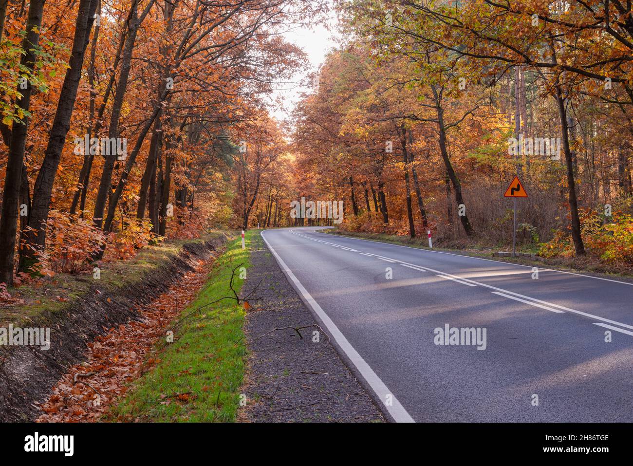 Asphalt road through deciduous forest. The roadside is covered with ...