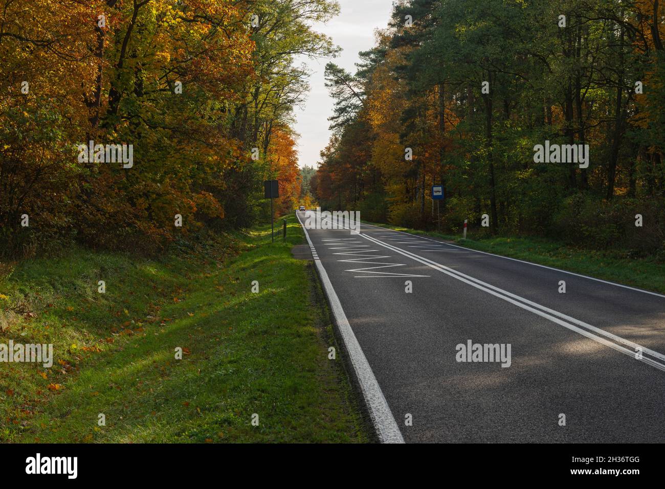 Asphalt road through deciduous forest. The roadside is covered with ...