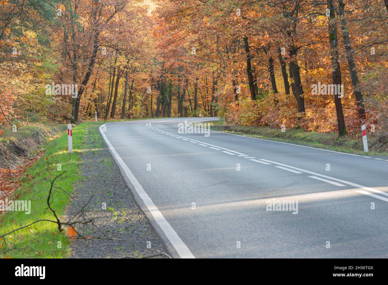 Asphalt road through deciduous forest. The roadside is covered with ...