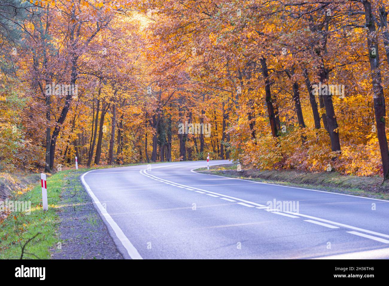 Asphalt road through deciduous forest. The roadside is covered with ...