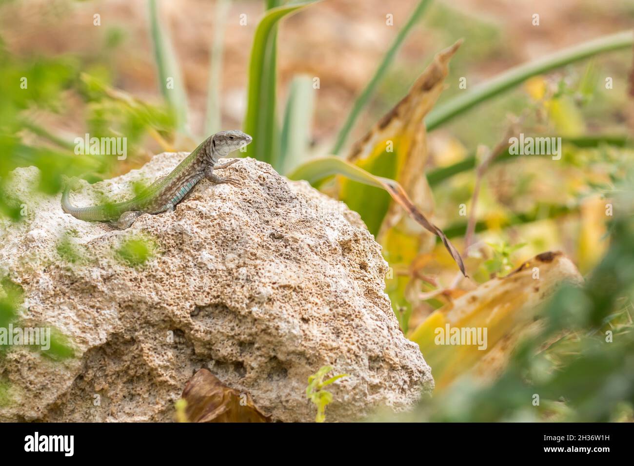 Male Maltese Wall Lizard, Podarcis filfolensis, basking in the sun on a ...