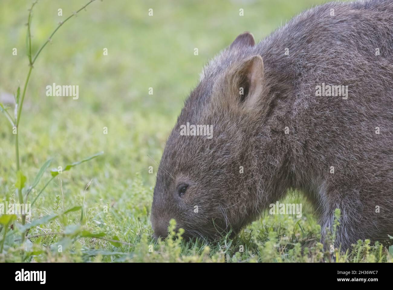 Common Wombat, Kangaroo Valley, NSW, Australia Stock Photo - Alamy