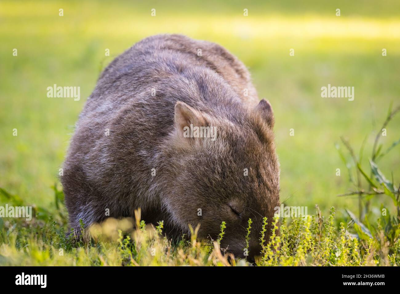 Common Wombat, Kangaroo Valley, NSW, Australia Stock Photo - Alamy