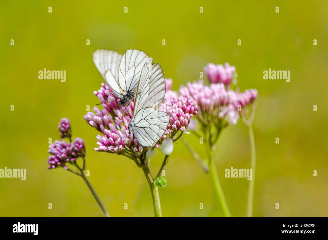 Two white butterflies on a purple flower with blurred, green background ...