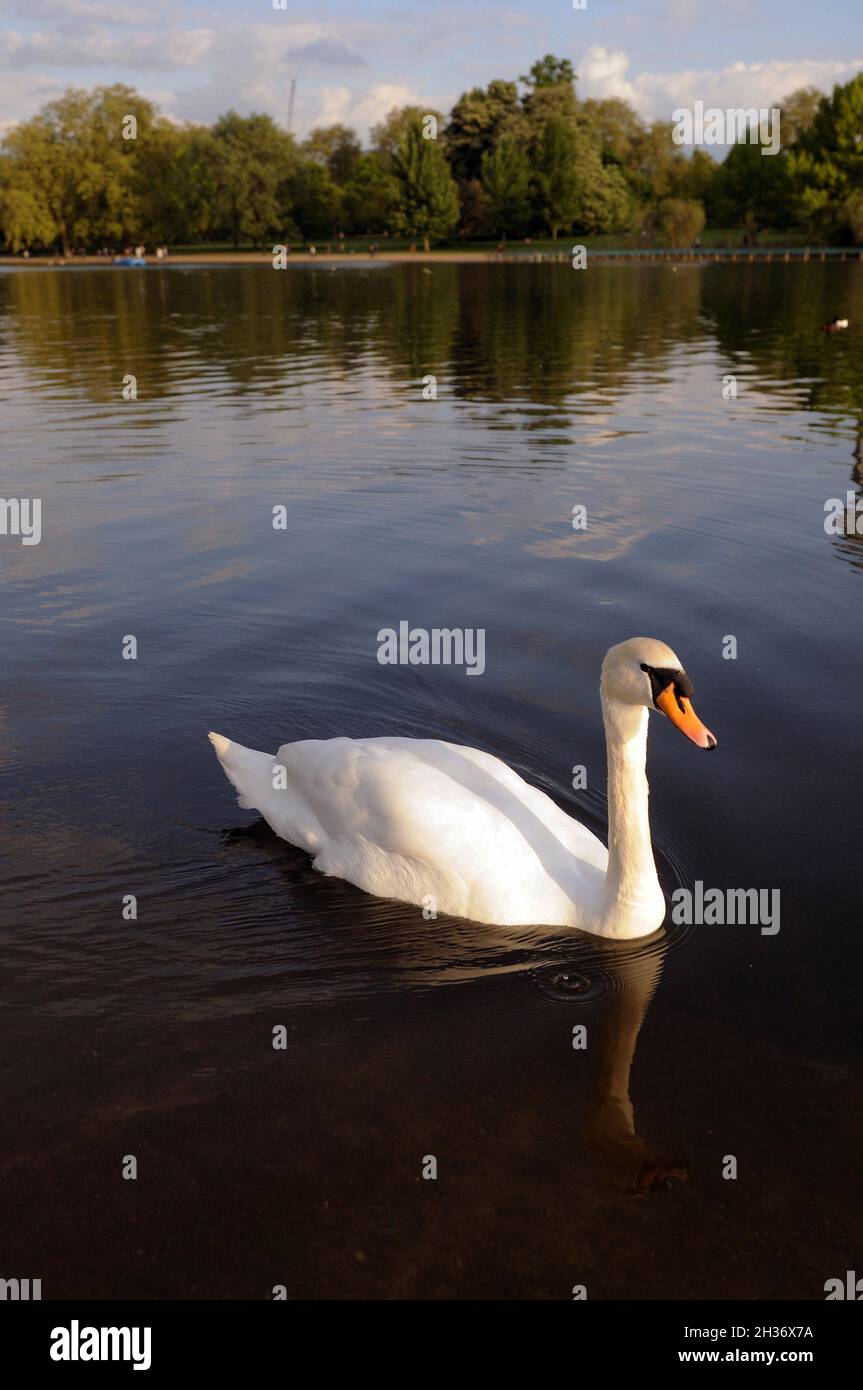 London swans hi-res stock photography and images - Alamy