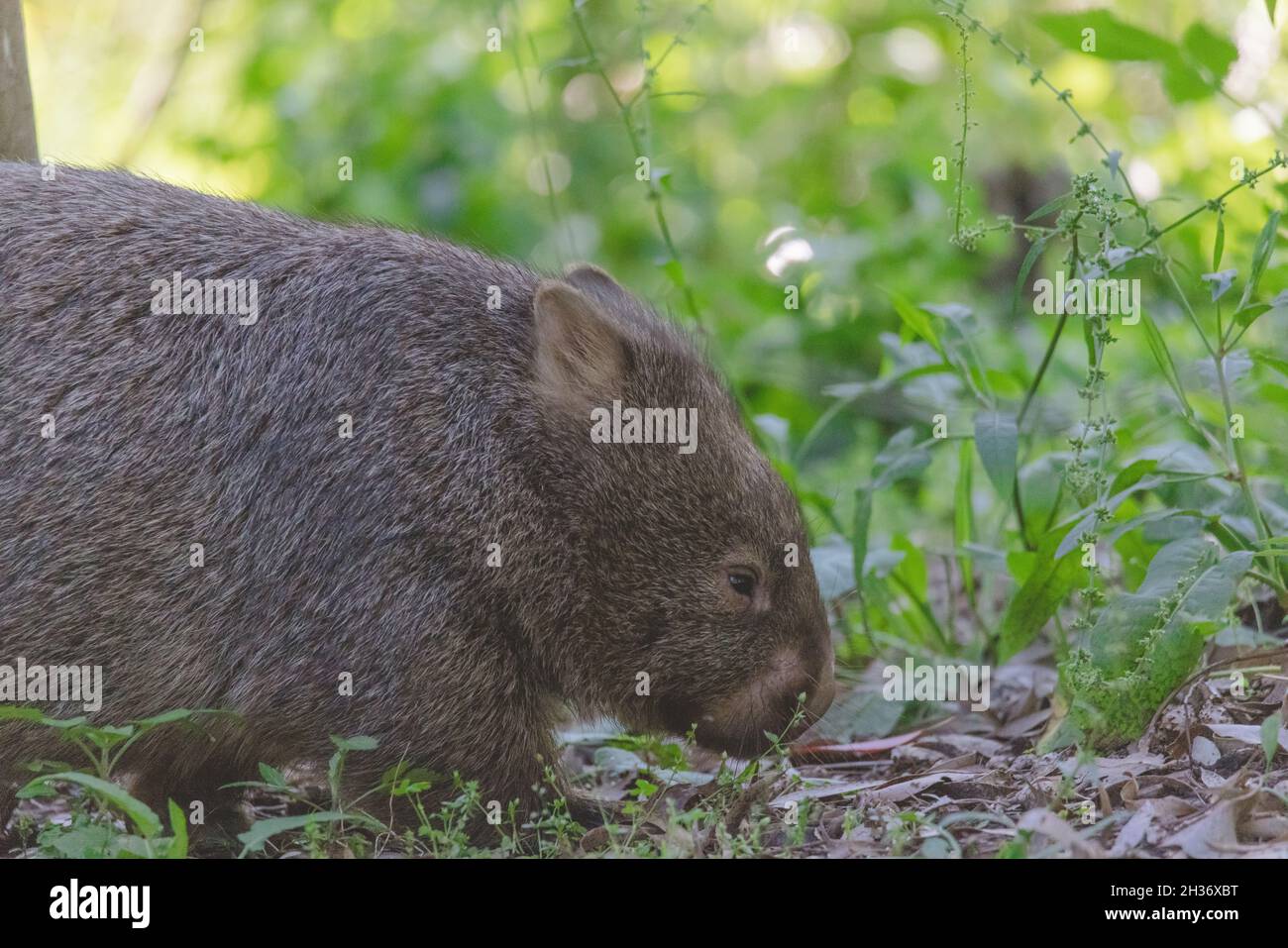 Common Wombat, Kangaroo Valley, NSW, Australia Stock Photo - Alamy