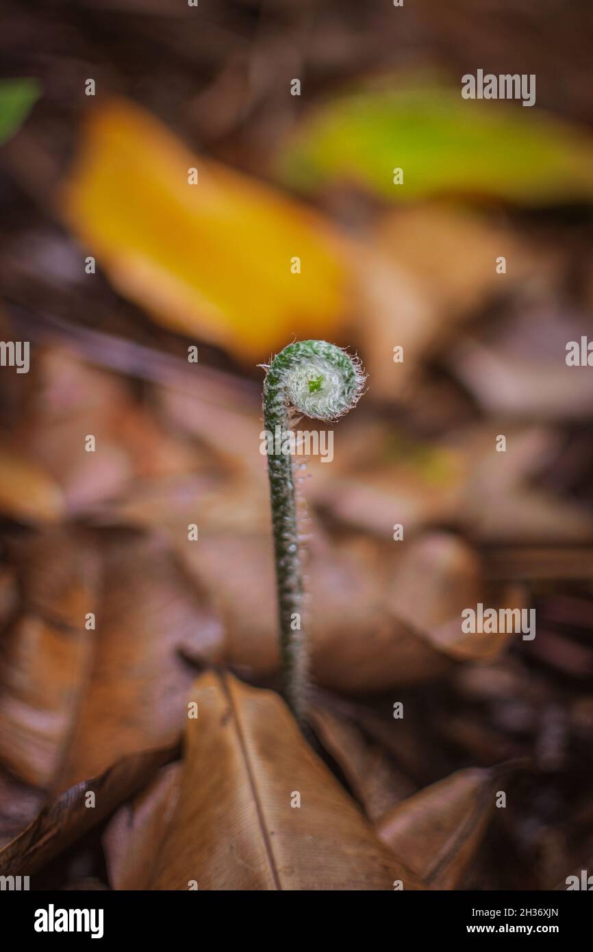closeup of a fern unrolling Stock Photo - Alamy