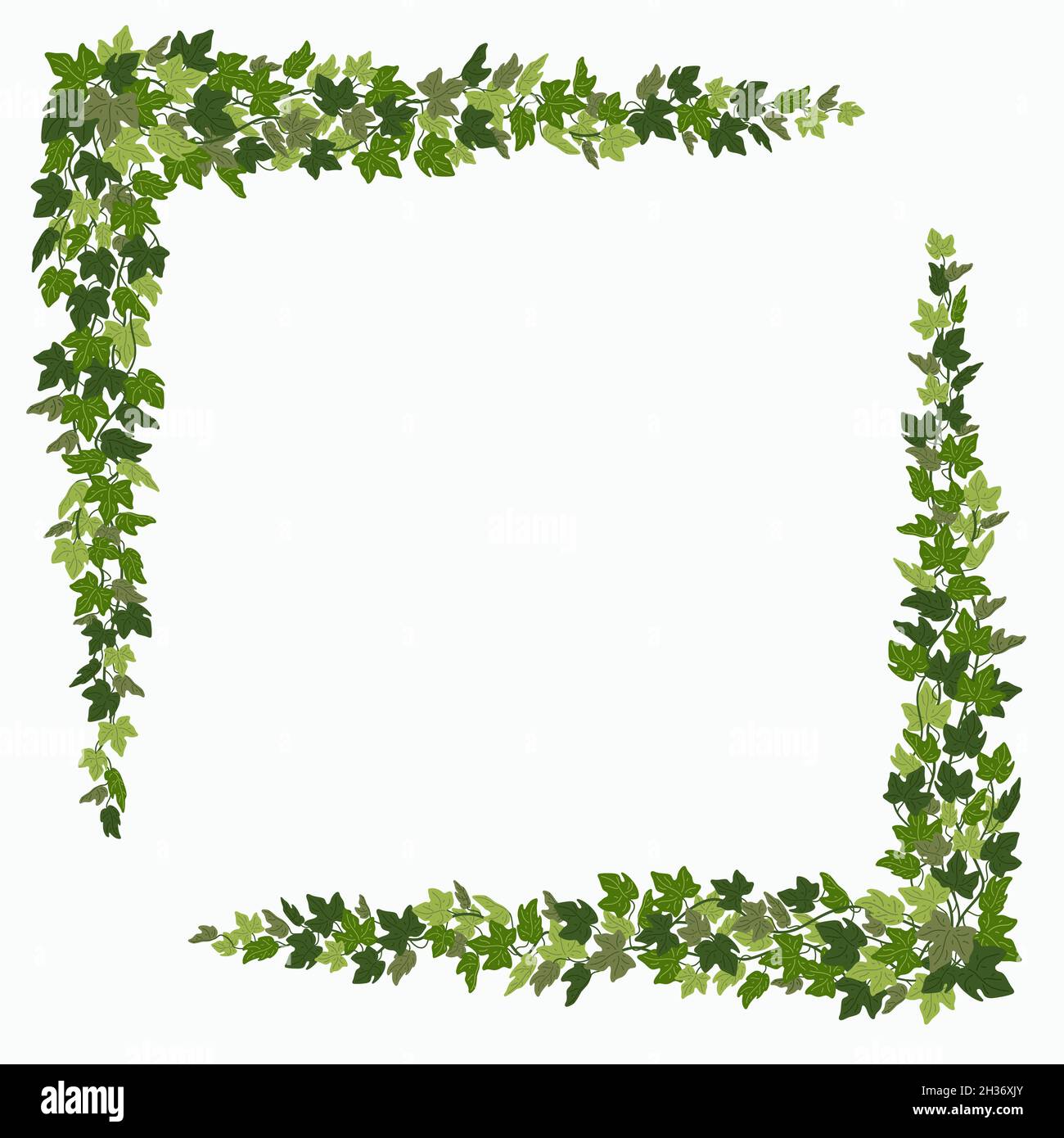 Ivy corners, green vines decorative frame or design elements isolated ...