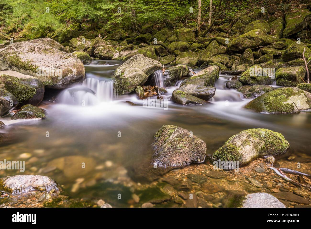 Torrent gorge Buchberger Leite Nature Reserve in Ringelai in the ...