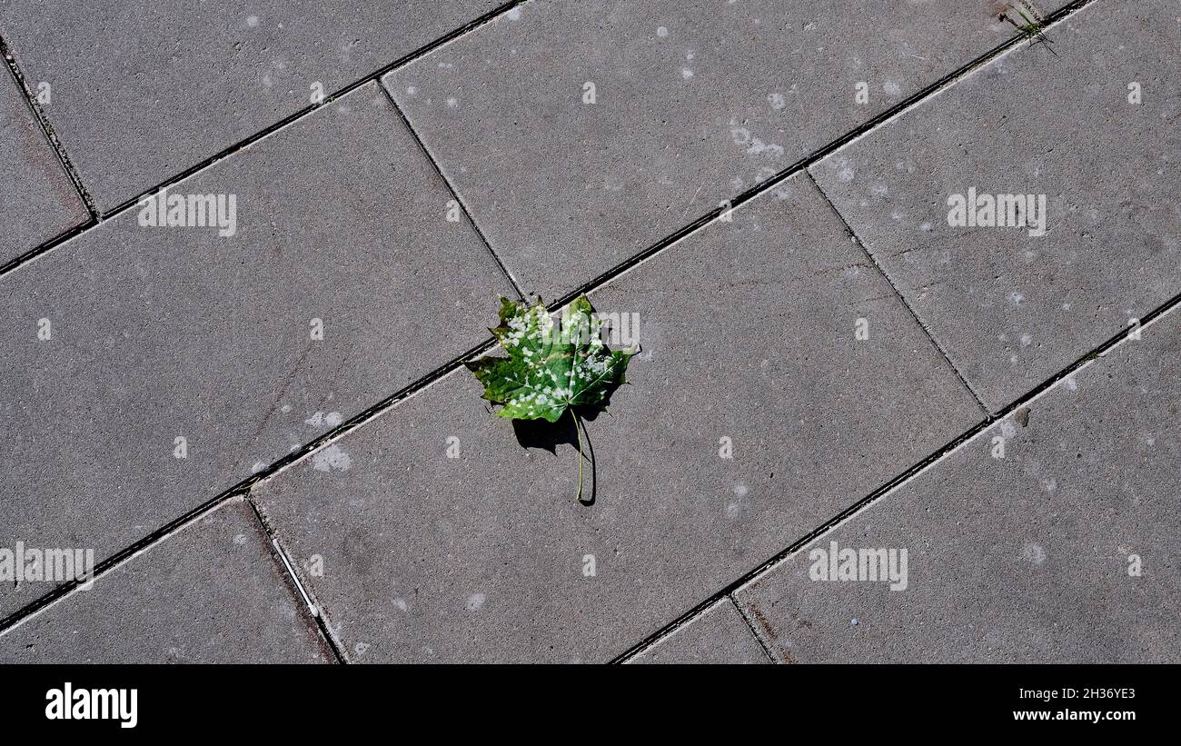Pavement top view hi-res stock photography and images - Alamy