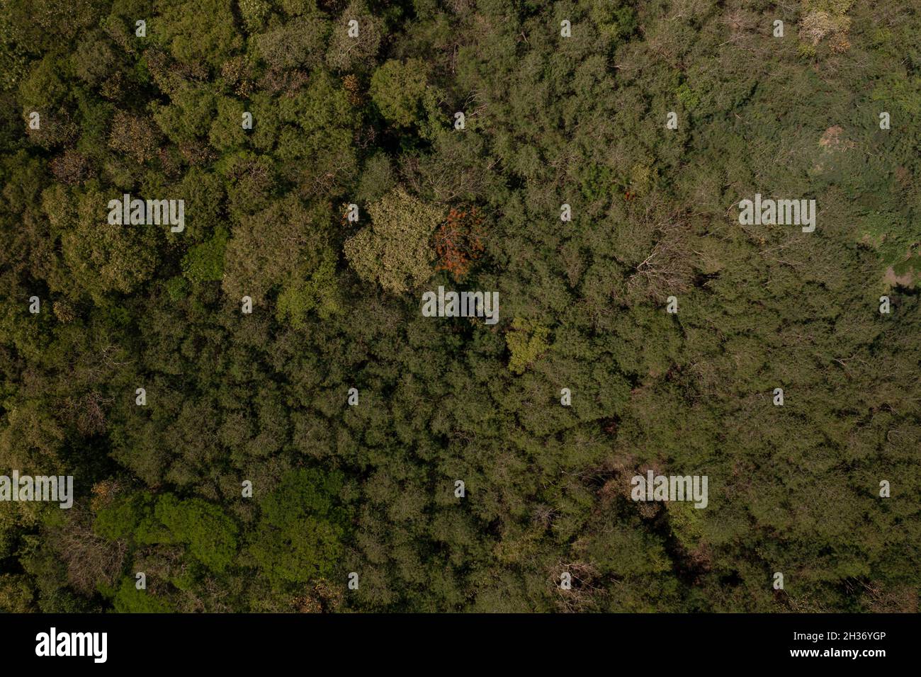 Drone tree tops hi-res stock photography and images - Alamy
