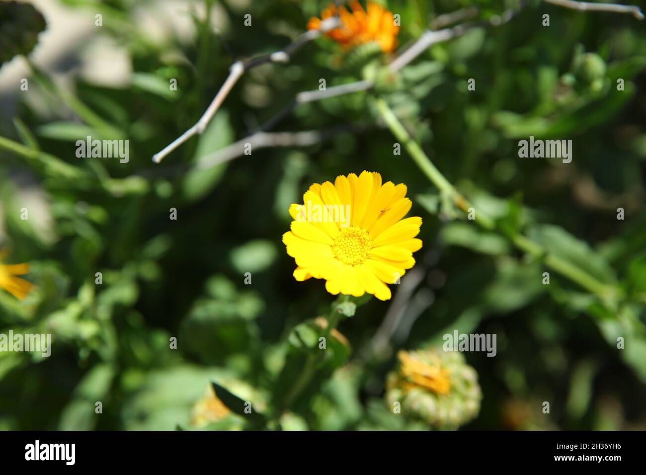 marigold flower in close-up . Yellow marigold flower with green ...