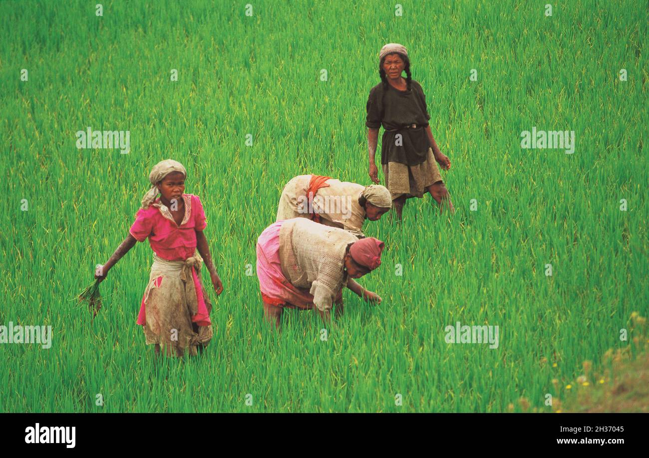 MADAGASCAR, HIGHLANDS, RICE TRANSPLANTING ON FIELDS Stock Photo - Alamy