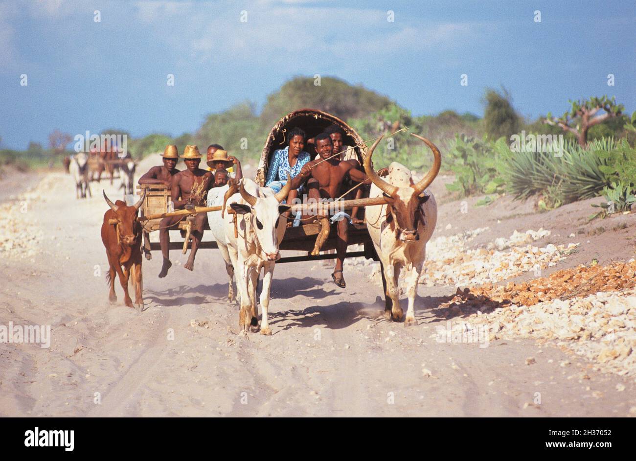 Antandroy madagascar hi-res stock photography and images - Alamy