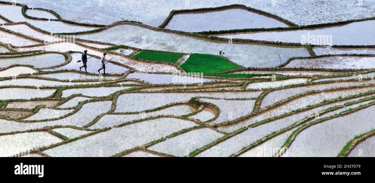 MADAGASCAR, HIGHLANDS, RICE FIELDS AT ISORANO Stock Photo - Alamy