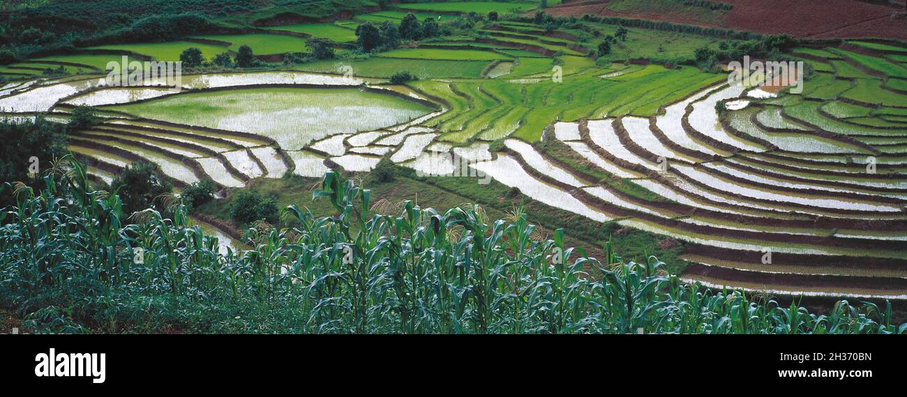 MADAGASCAR, HIGHLANDS, RICE FIELDS NEAR ANTSIRABE Stock Photo - Alamy