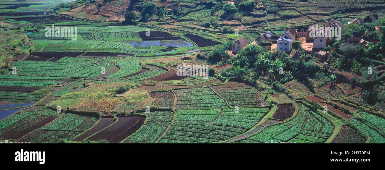 MADAGASCAR, HIGHLANDS, CROPS IN MERINA LAND Stock Photo - Alamy