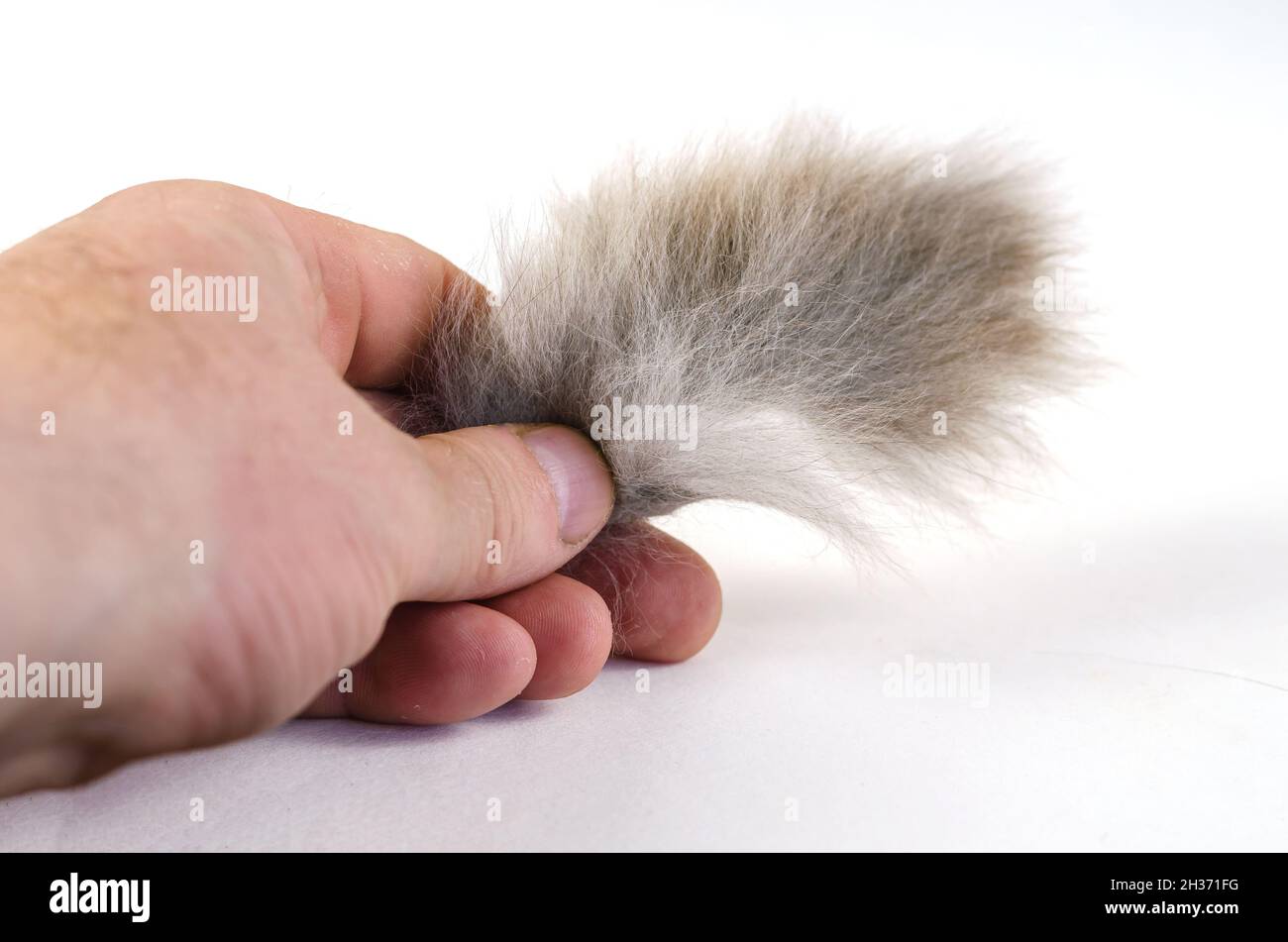 Dense tuft of fur hi-res stock photography and images - Alamy
