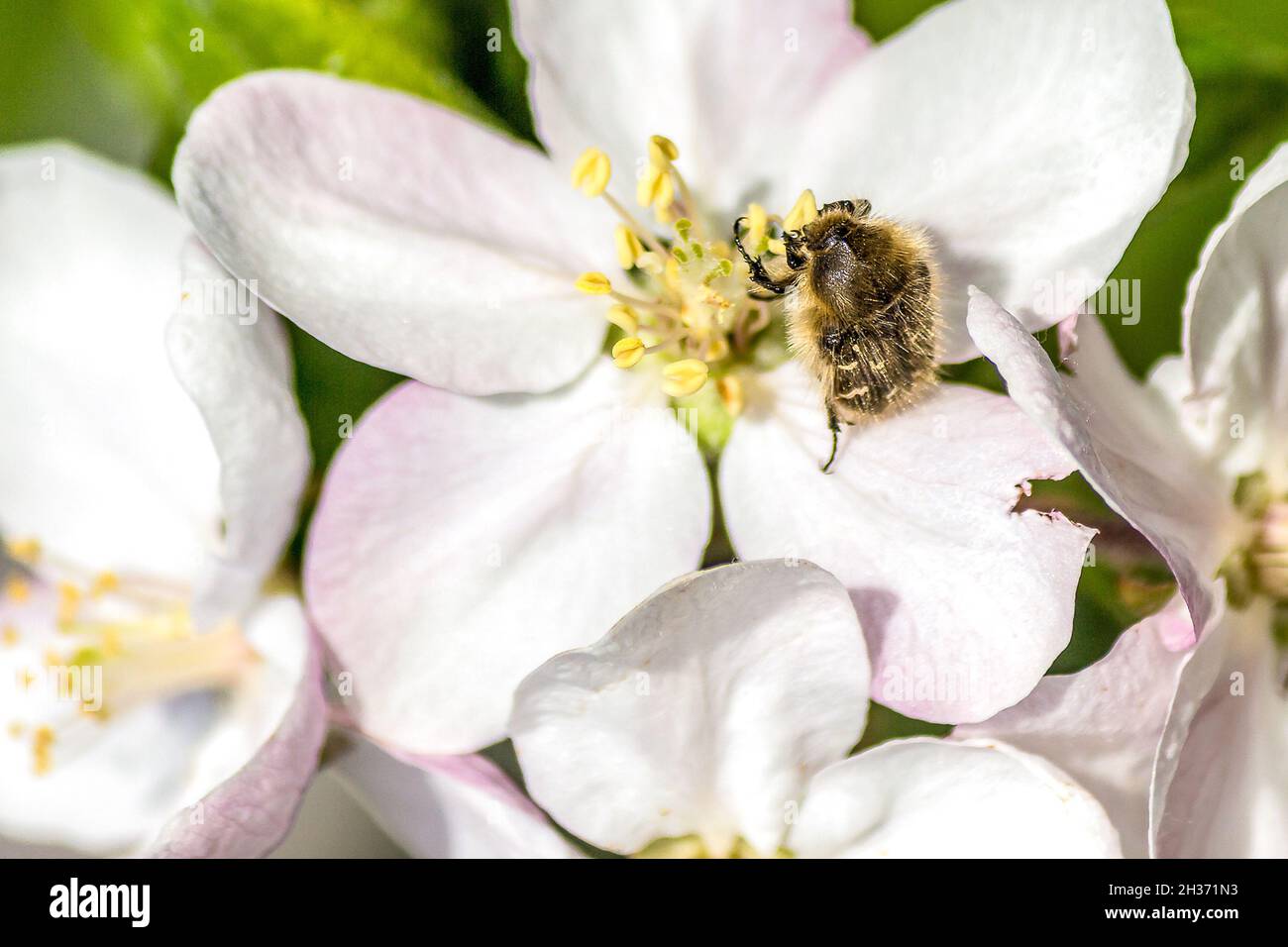 Closeup of the small fluffy insect sitting on the white flower with the ...