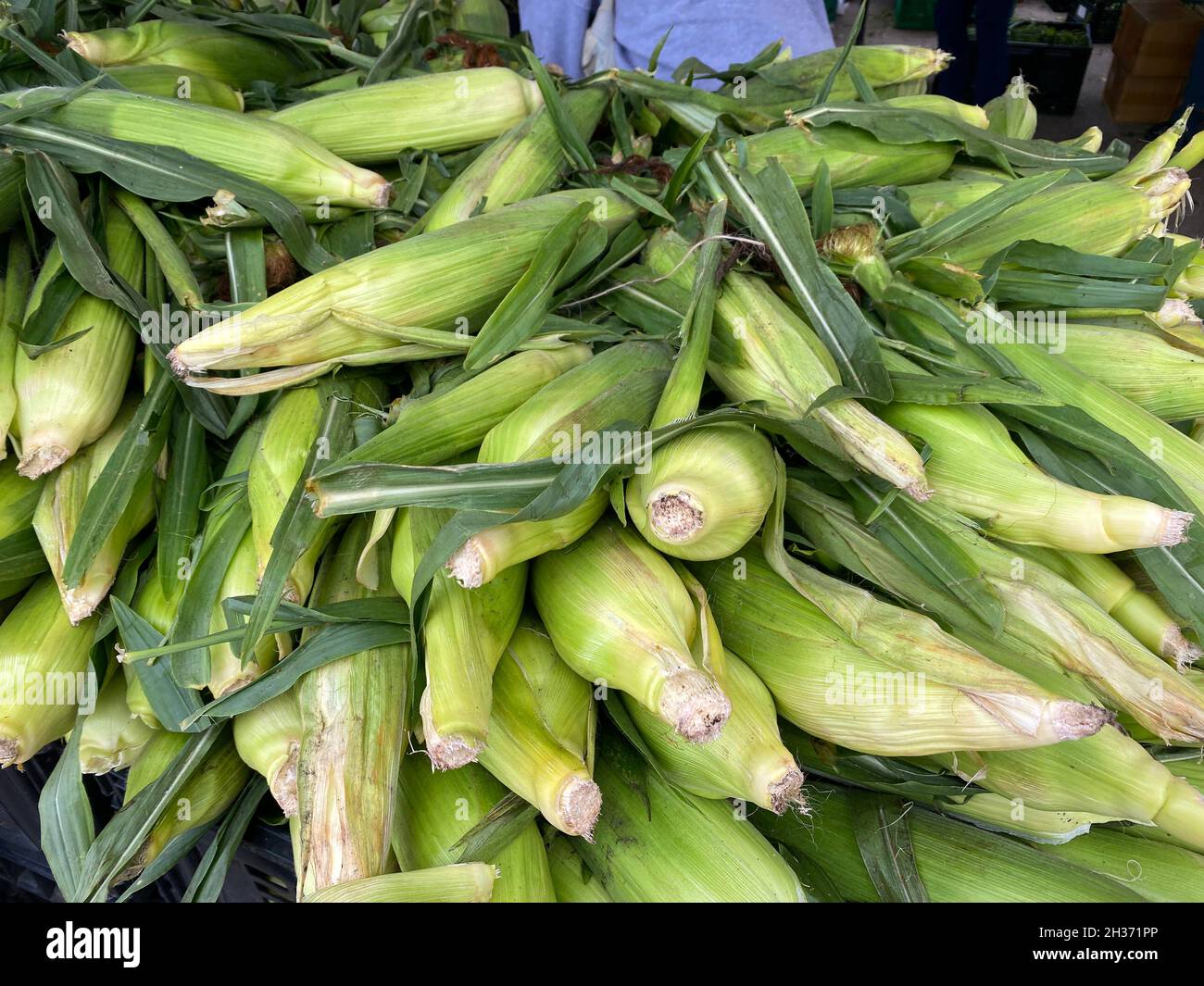 Gmo corn hi-res stock photography and images - Alamy